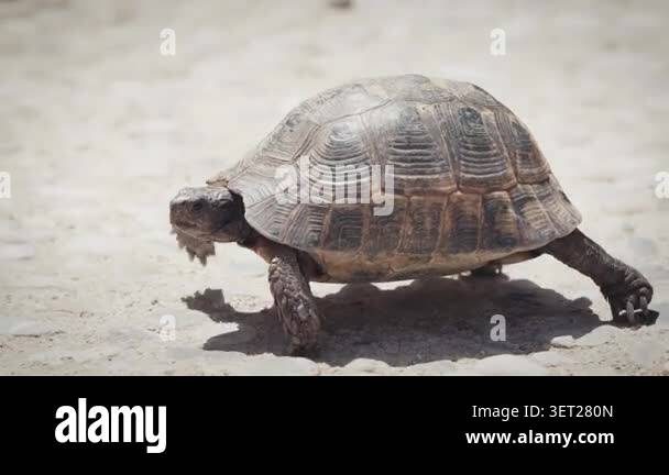 Wild terrestrial tortoise walking in its natural habitat. Slow and ...