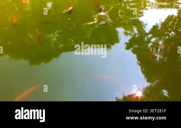 high angle of a pond with trees reflection, fish, calming wavey water ...