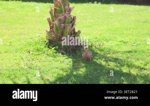 Eurasian hoopoe bird walking and searching for food on a green lawn ...