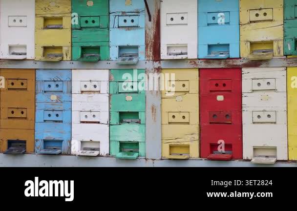 Multicolored wooden beehives arranged in rows at an apiary. Bees ...