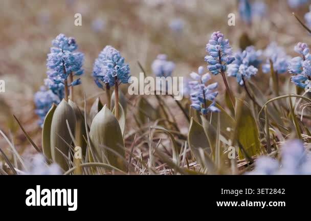 Delicate blue grape hyacinth flowers, Muscari armeniacum, gently ...