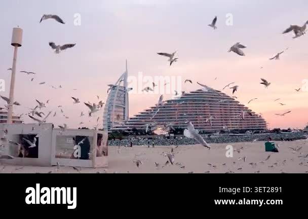10 January 2025, Dubai, UAE: Numerous seagulls flying over Jumeirah ...