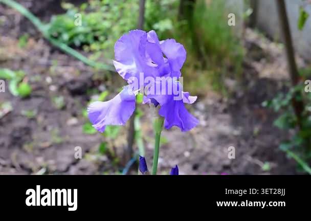 a single, vibrant purple iris in full bloom, swaying gently in the ...