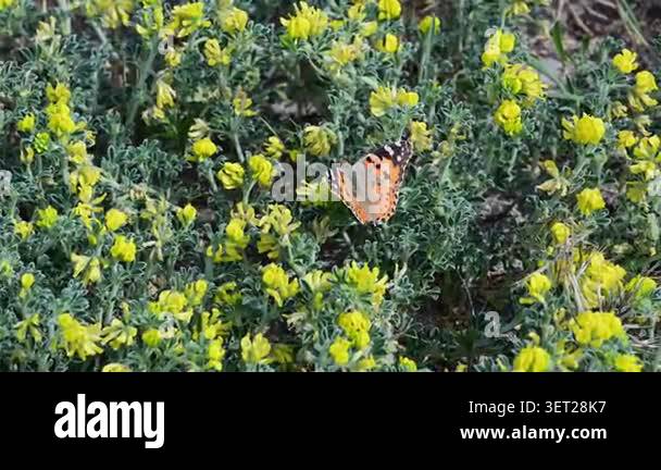 A Painted Lady butterfly gently lands on a cluster of vibrant yellow ...
