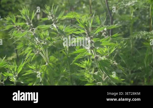 Green foliage of wild plants Leonurus with dense leaves and stems ...