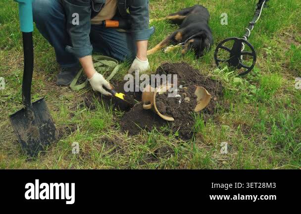 Treasure hunter using a metal detector carefully uncovers buried ...