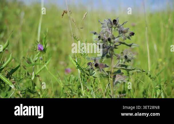 Flowering plant with purple blooms stands prominently in a field of ...