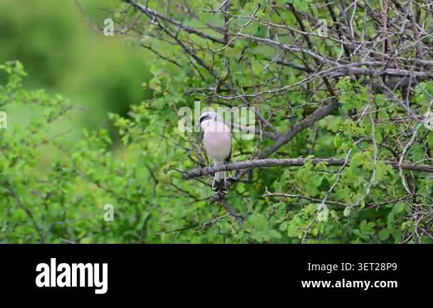 a loggerhead shrike perched peacefully on a branch amidst a vibrant ...