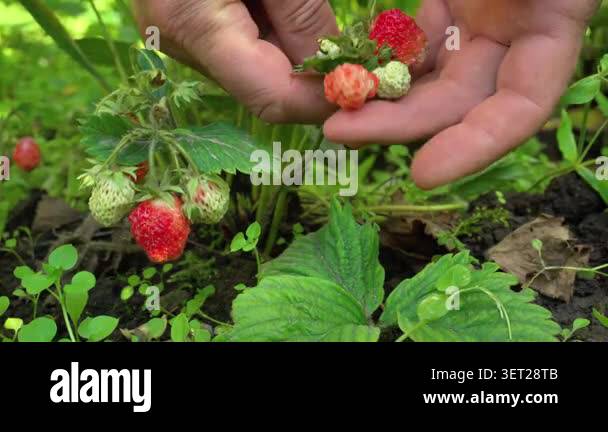 Hand reaching for ripe strawberries on a garden plant, gently plucking ...