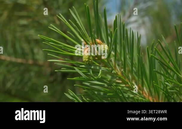 Two maturing closed green Lodgepole Pinecone on a pine branch with ...