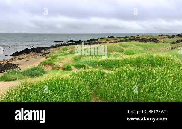 Windswept coastal dunes and rocky shoreline, summer in Iceland Stock ...