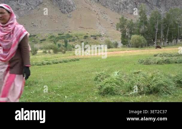 Ladakh, India, August 03, 2024 : Farmers working at their farm, Daily ...