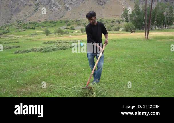 Ladakh, India, August 03, 2024 : Farmers working at their farm, Daily ...
