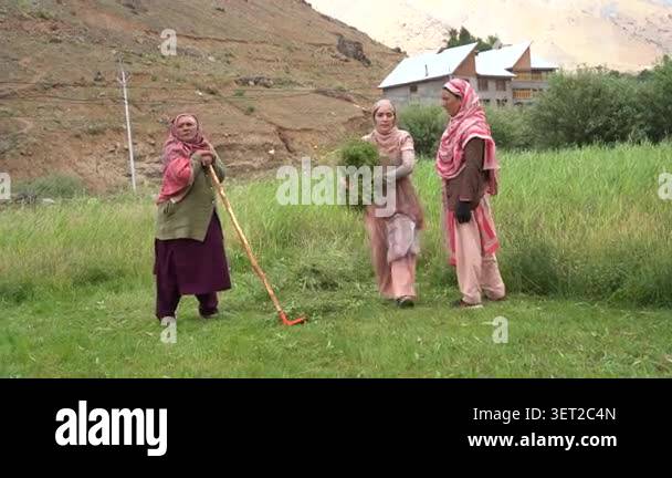 Ladakh, India, August 03, 2024 : Farmers working at their farm, Daily ...