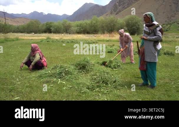 Ladakh, India, August 03, 2024 : Farmers working at their farm, Daily ...