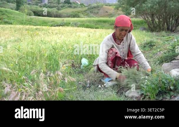 Ladakh, India, August 03, 2024 : Farmers working at their farm, Daily ...