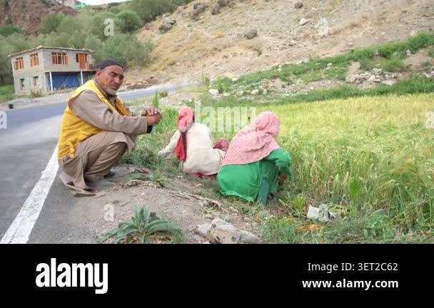 Ladakh, India, August 03, 2024 : Farmers working at their farm, Daily ...