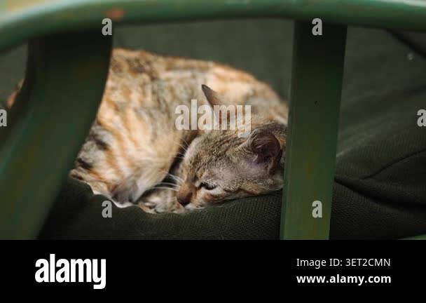 A cat sleeps soundly on a green chair in a bright room Stock Video ...