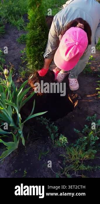 A person wearing gloves and a pink cap carefully places a young Thuja ...