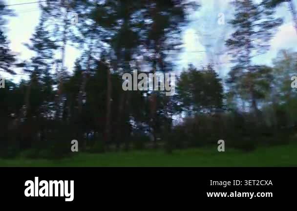 Experience the serene beauty of a pine forest from a moving vehicle ...