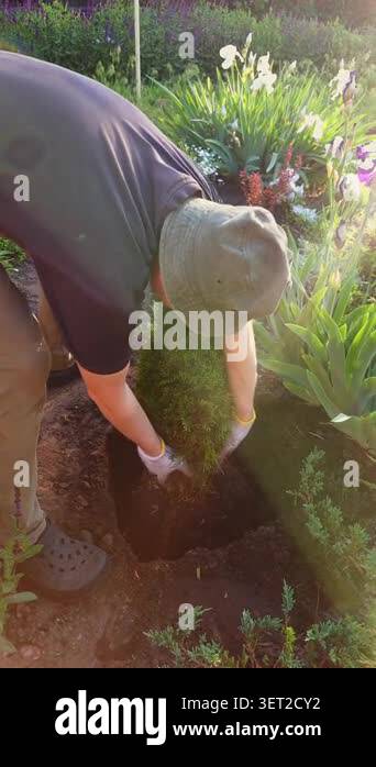 A person wearing gloves and a hat carefully places a small evergreen ...