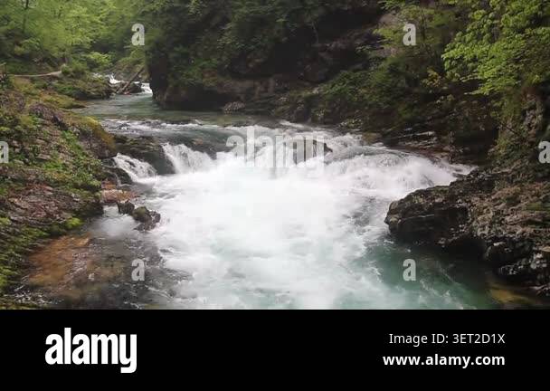 Fast flowing river cascading over rocks in a lush green forest. Water ...