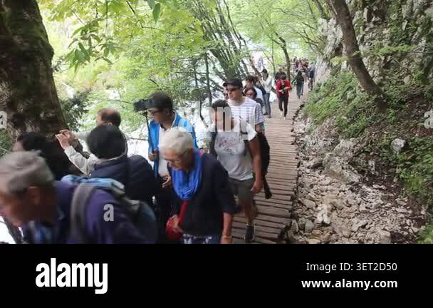 Group of people walking on wooden path through lush green forest with ...