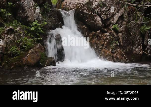 Water cascades down rocks in a forest stream, creating white foam and ...