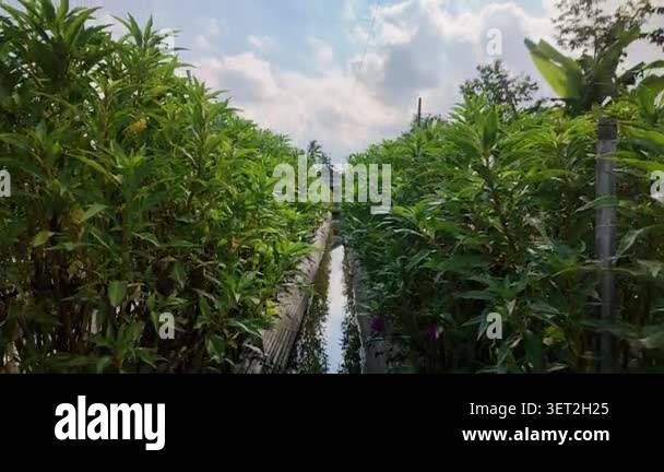 Agricultural Flower Plantation Field with Irrigation Water Channel ...