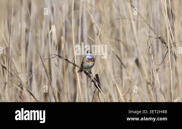 A male bluethroat (Luscinia svecica) perched on a branch, singing and ...