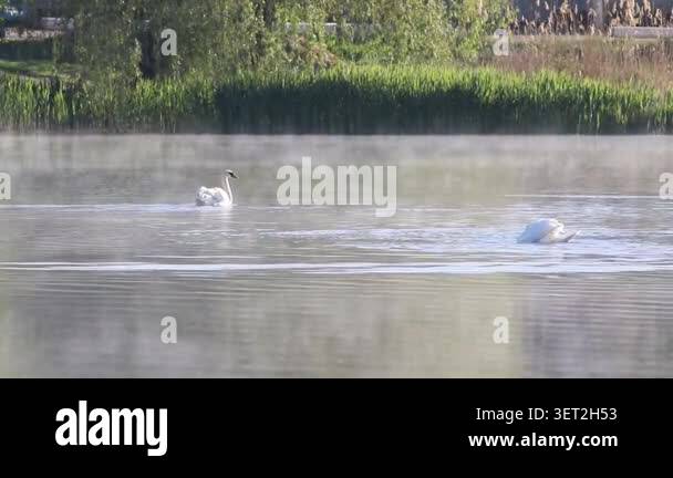 Two elegant mute swans (Cygnus olor) on a calm lake surface covered ...