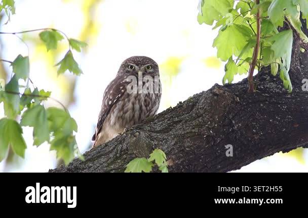 A cute little owl (Athene noctua) sits on a textured mossy oak tree ...