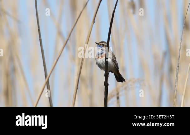 A male bluethroat (Luscinia svecica) perched on a dry reed stem ...