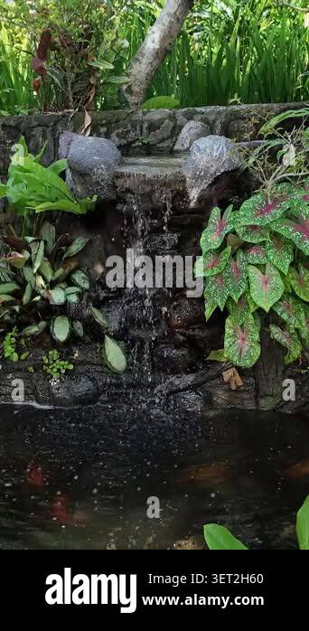 Small Backyard Stone Waterfall in Garden with Koi Fish Pond Stock Video ...