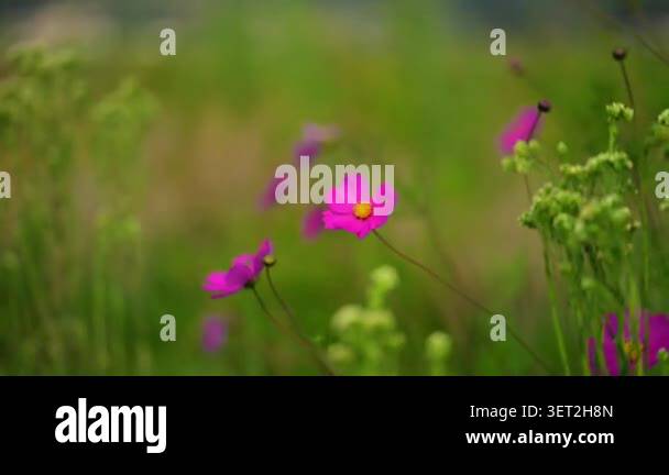Horizontal video in slow motion at 1080p at 60 fps of the wind moving a ...