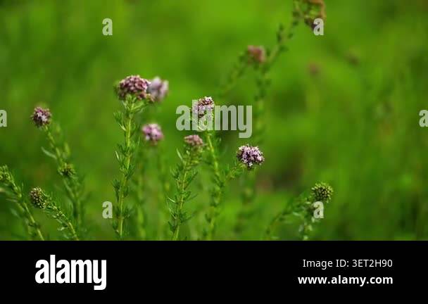 Horizontal video in slow motion at 1080p at 60 fps of the wind moving a ...