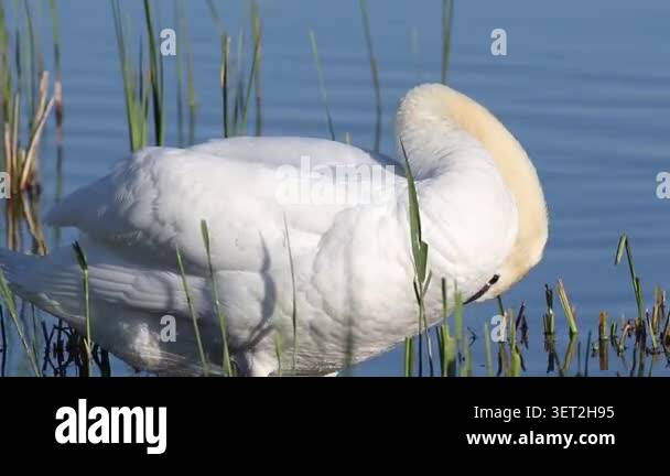 A closeup of a majestic mute swan (Cygnus olor) standing in shallow ...