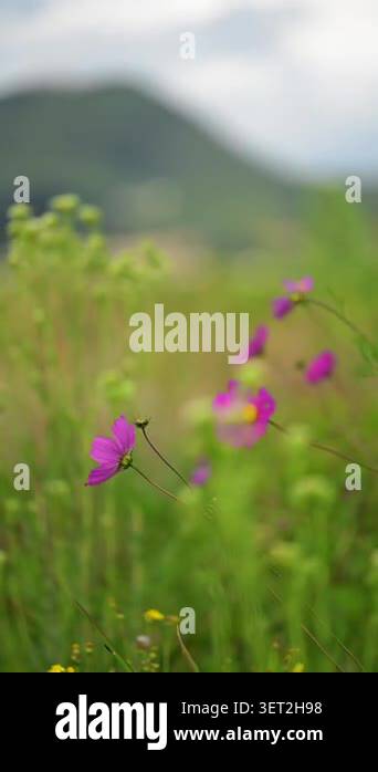 Horizontal video in slow motion at 1080p at 60 fps of the wind moving a ...