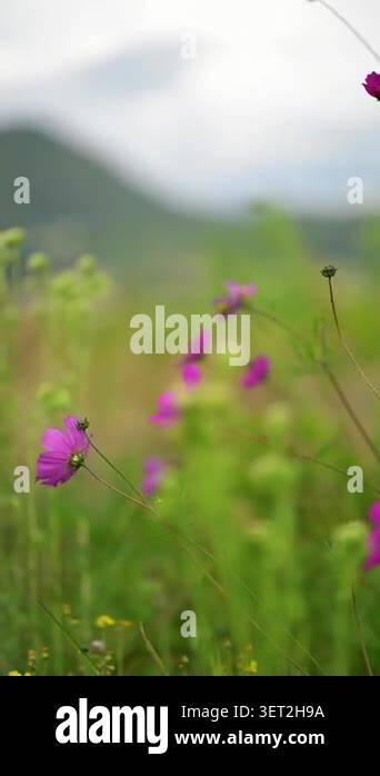Horizontal video in slow motion at 1080p at 60 fps of the wind moving a ...