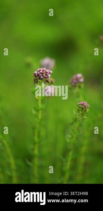 Vertical video in slow motion at 1080p at 60 fps of the wind moving a ...