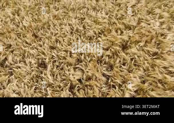 Aerial view showing a wheat field seen from above, moving with the wind ...