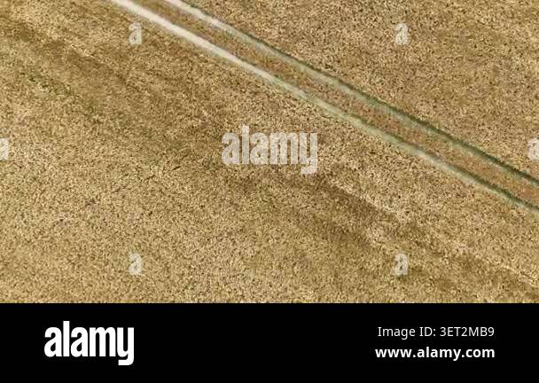 Aerial view showing a wheat field seen from above, moving with the wind ...