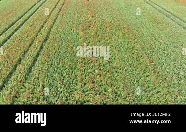 A drone flies over a vast field of grain where thousands of red poppies ...