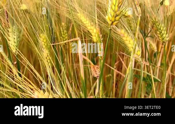 wheat field, agriculture, farming, nature Stock Video Footage - Alamy