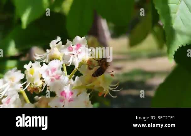 A horse chestnut tree (Aesculus) flower up close, as the wind blows a ...