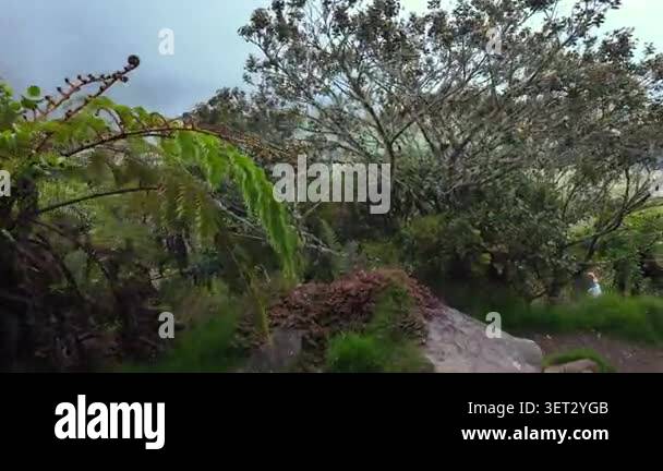 Scenic footage landscape of the path of La Nouvelle Trekking, Reunion ...
