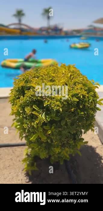 Small green shrub in the foreground with a blurred water park pool ...