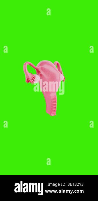 4k Resolution Vertical Video for Social Media: Female Reproductive ...