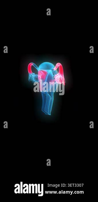 4k Resolution Vertical Video for Social Media: Female Reproductive ...