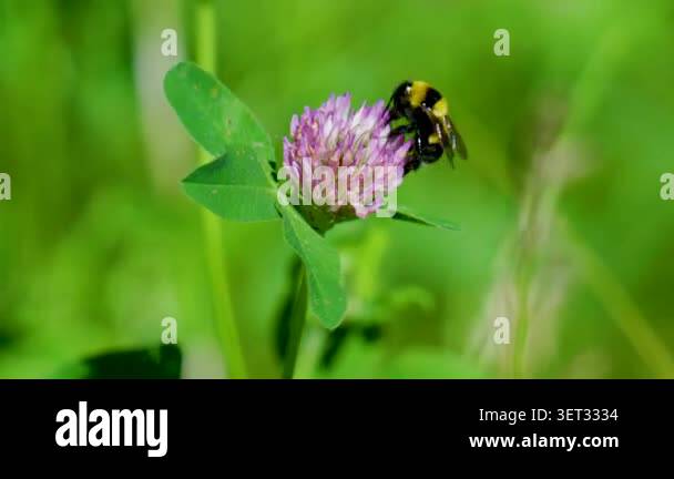 Closeup of garden bumblebee (Bombus hortorum) that feeds on nectar of ...